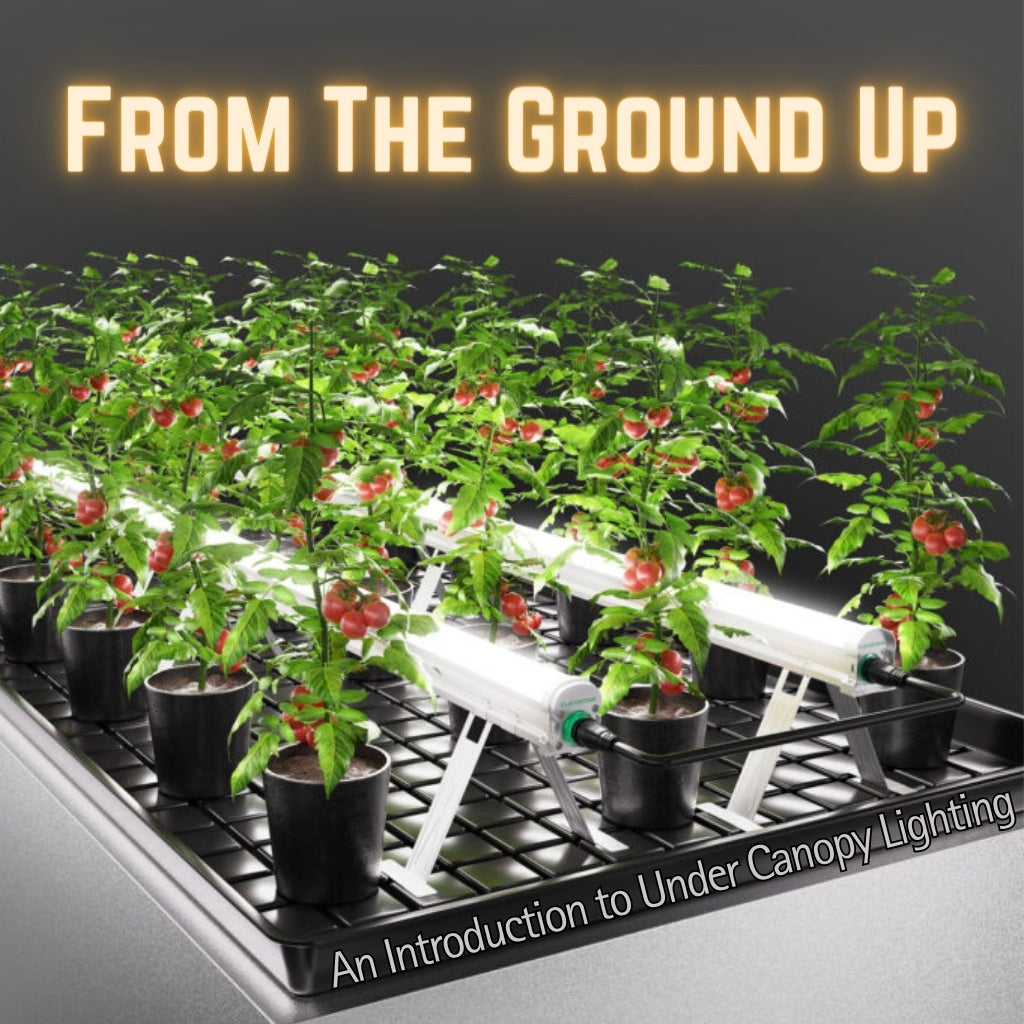 Under-Canopy Lighting - How To Push Yields Further – Hytec Horticulture